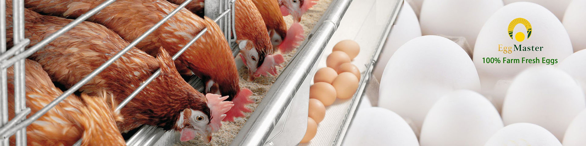 Egg Master | 100% Farm Fresh Eggs